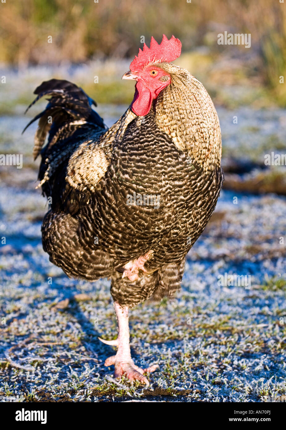 A rooster strutting around a frost covered farmyard Stock Photo - Alamy