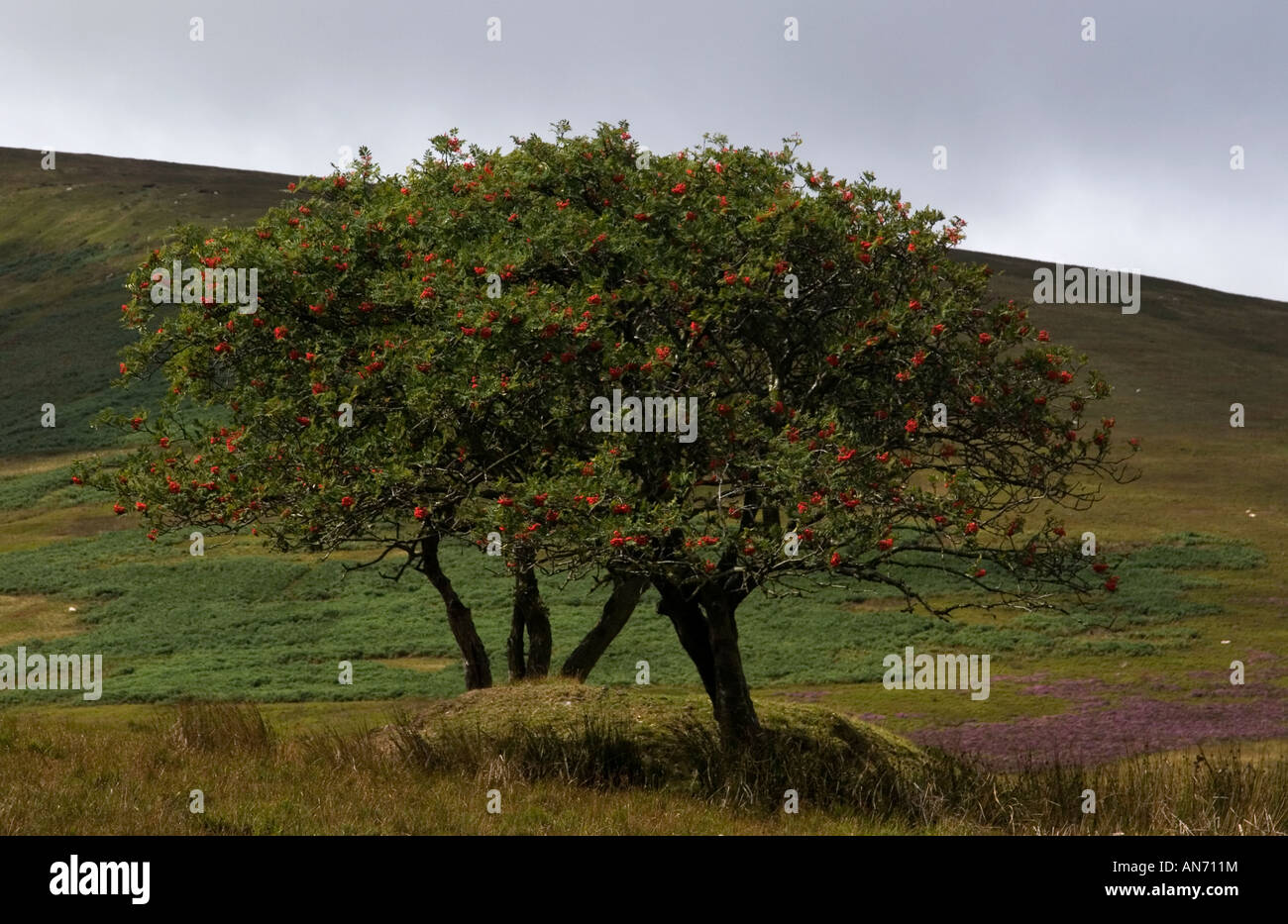 Rowen trees at Grwyne Fawr Reservoir, Black Mountains, Powys, Wales, UK ...