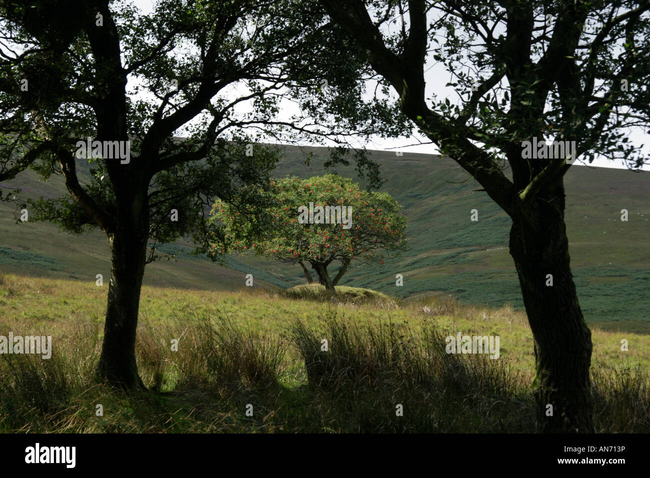 Rowen trees at Grwyne Fawr Reservoir, Black Mountains, Powys, Wales, UK ...