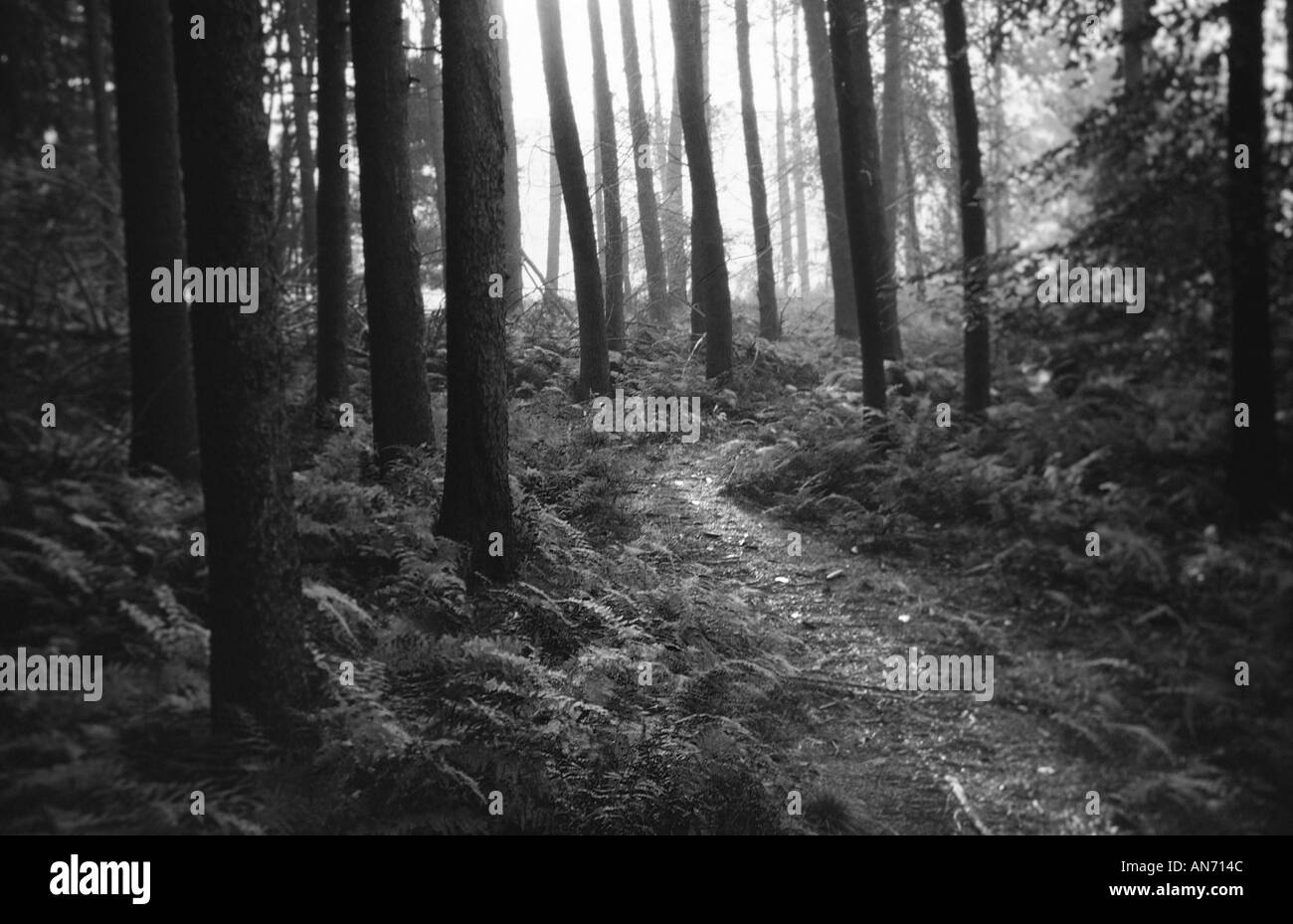 Landscape forest path trees Black and White Stock Photos & Images - Alamy