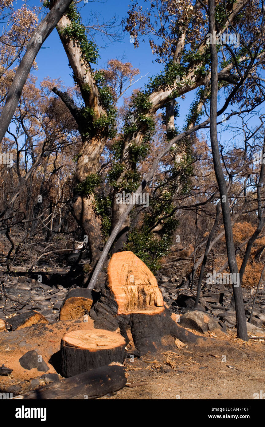 Regeneration after a bushfire hi-res stock photography and images - Alamy