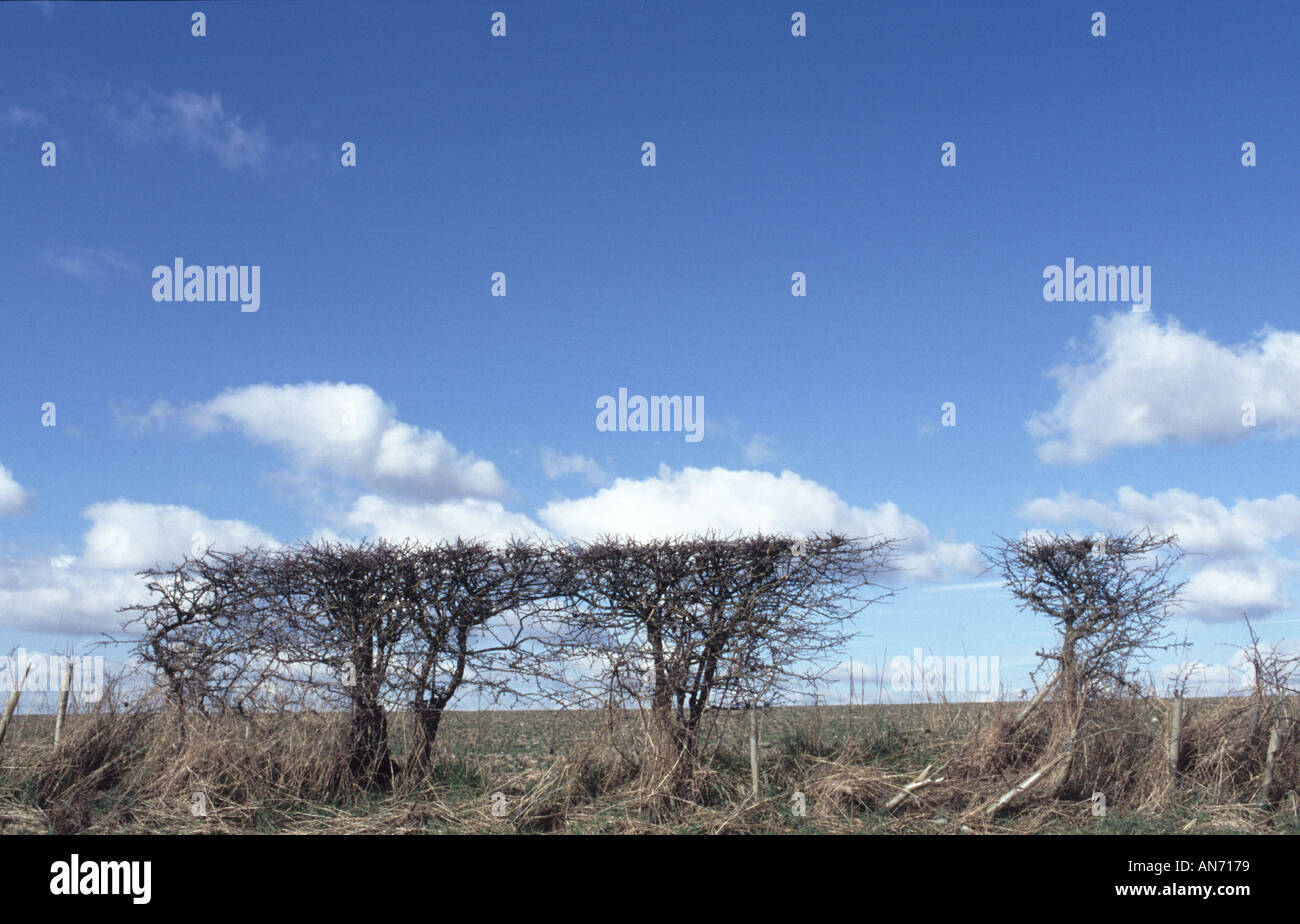 Blue Sky Hedge Landscape Butser Hill Hampshire England Stock Photo - Alamy