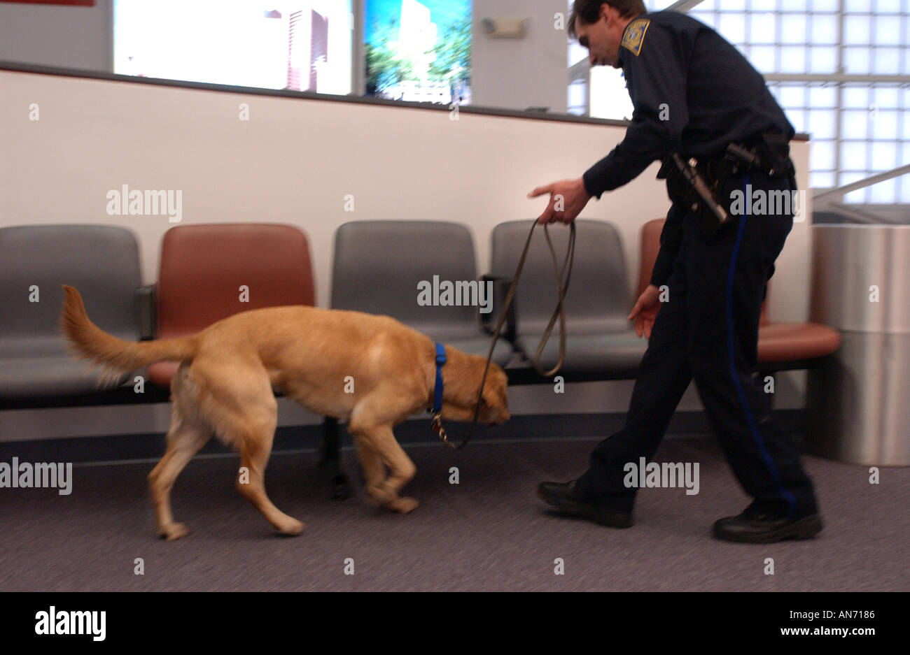 Explosives detection canine hi-res stock photography and images - Alamy