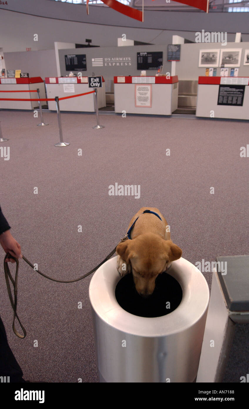 Explosives detection canine hi-res stock photography and images - Alamy