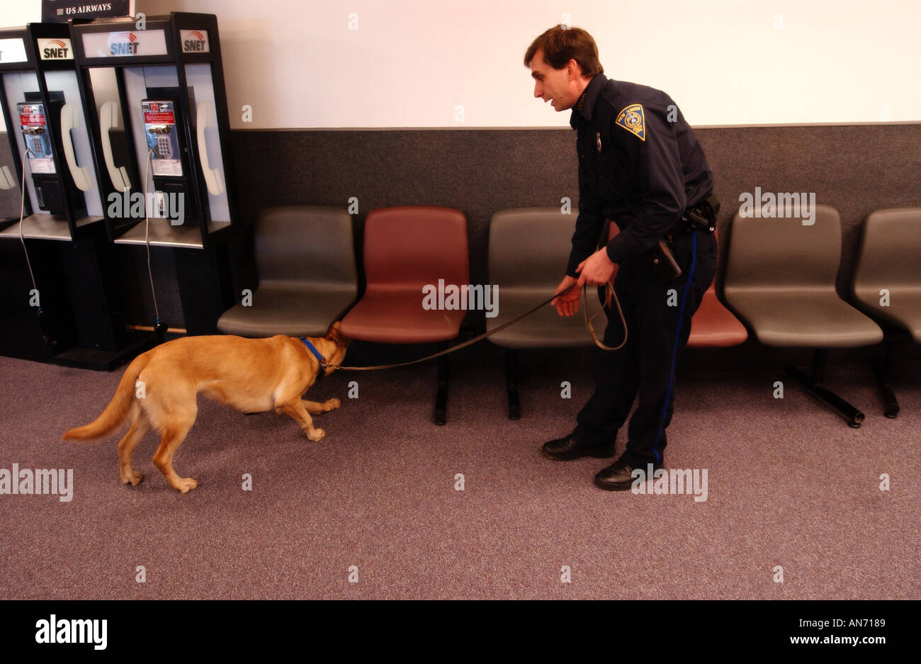Police bomb squad officer with bomb dog sniffing for explosives Stock ...