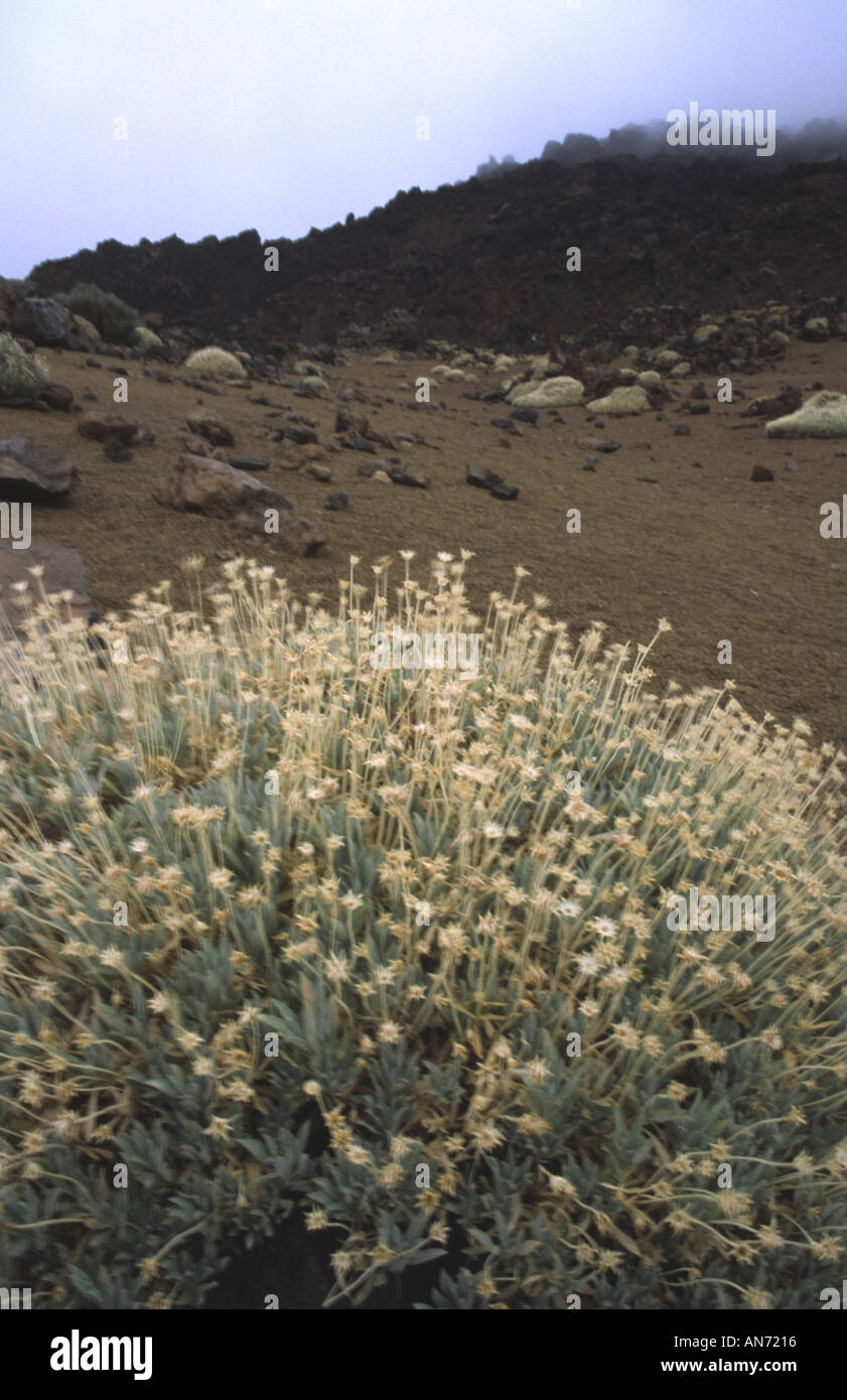 The strange landscape of the volcanoe floor in El Teide Stock Photo - Alamy