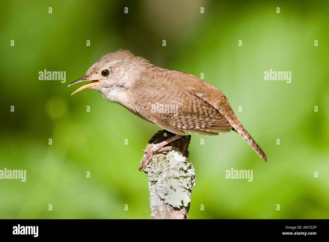 House Wren Troglodytes aedon Minneapolis Minnesota United States May ...