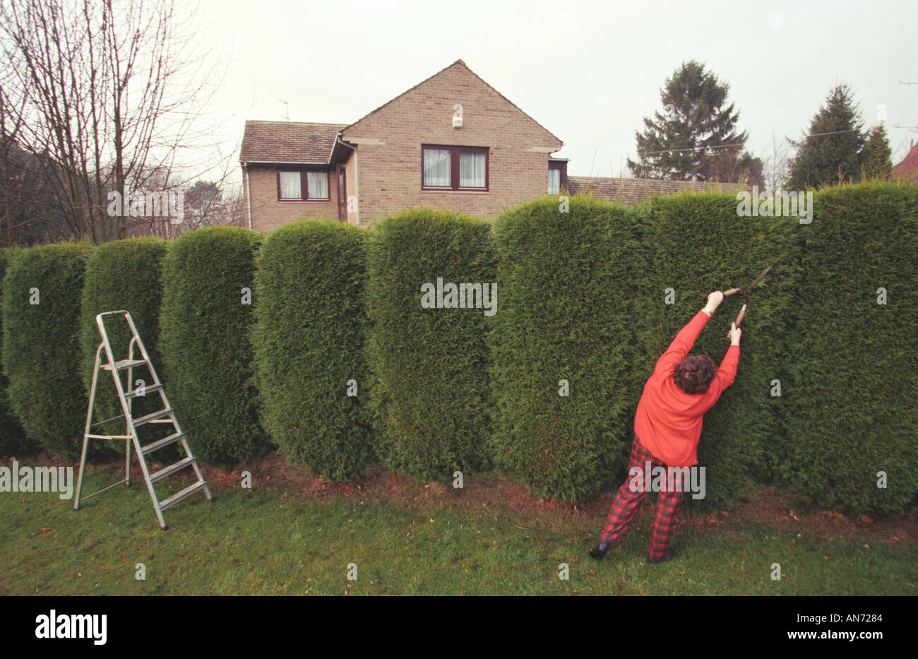 Cutting hedge in suburbia England Stock Photo - Alamy