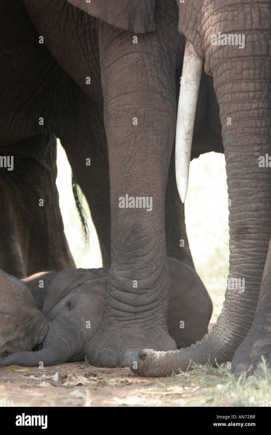 sleeping baby elephant between legs Stock Photo - Alamy