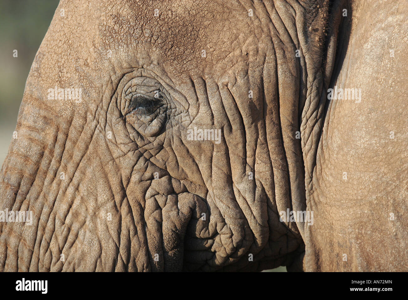close-up of elepant head Stock Photo - Alamy