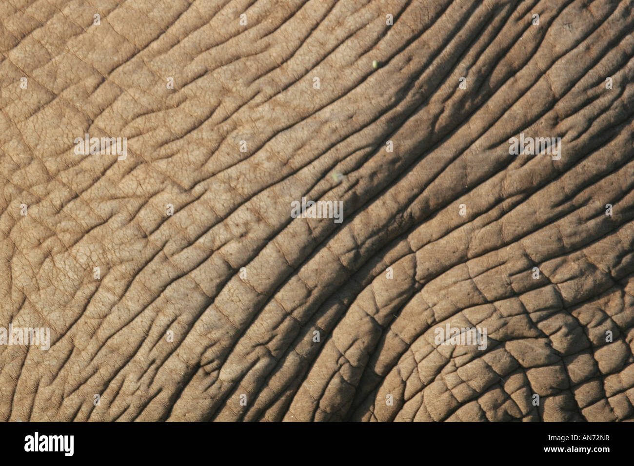 Elepant hi-res stock photography and images - Alamy