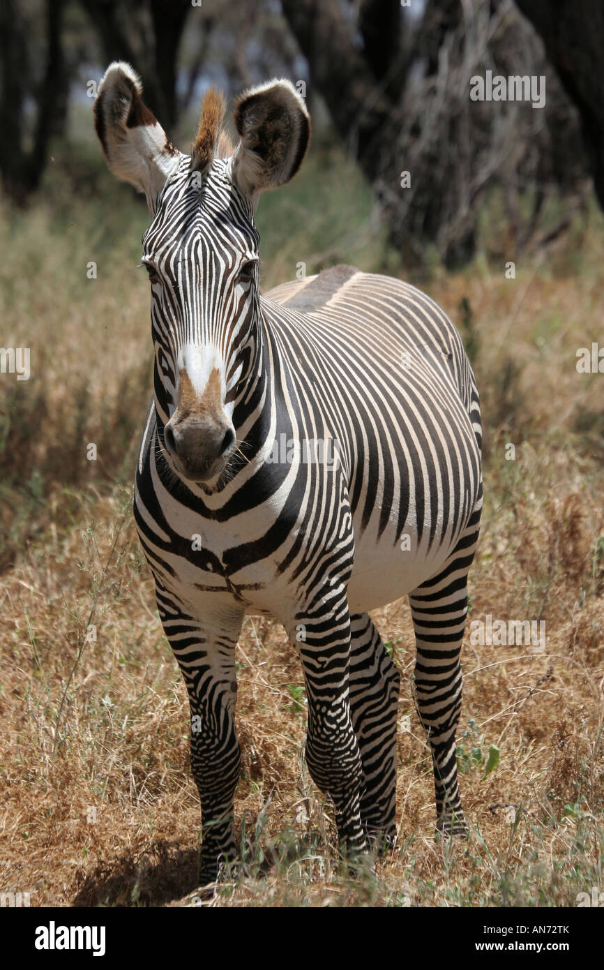 Grevy hi-res stock photography and images - Alamy