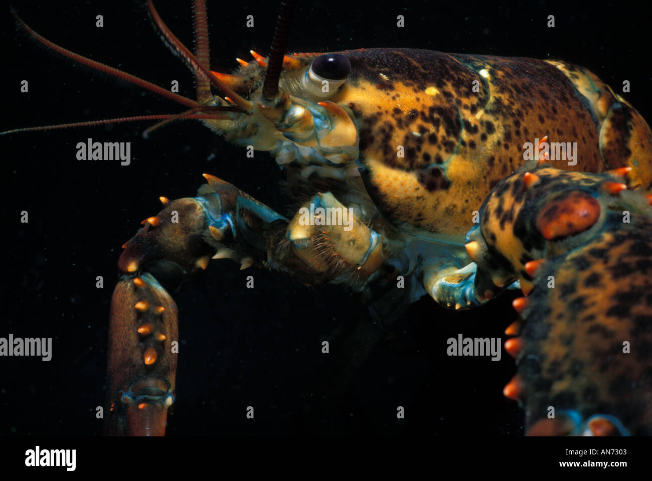Close up of head eyes and rostrum of Northern Lobster Stock Photo - Alamy