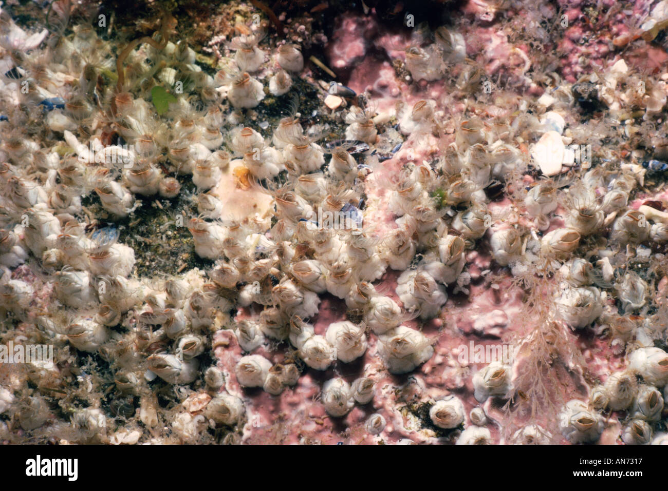 Cirria hi-res stock photography and images - Alamy