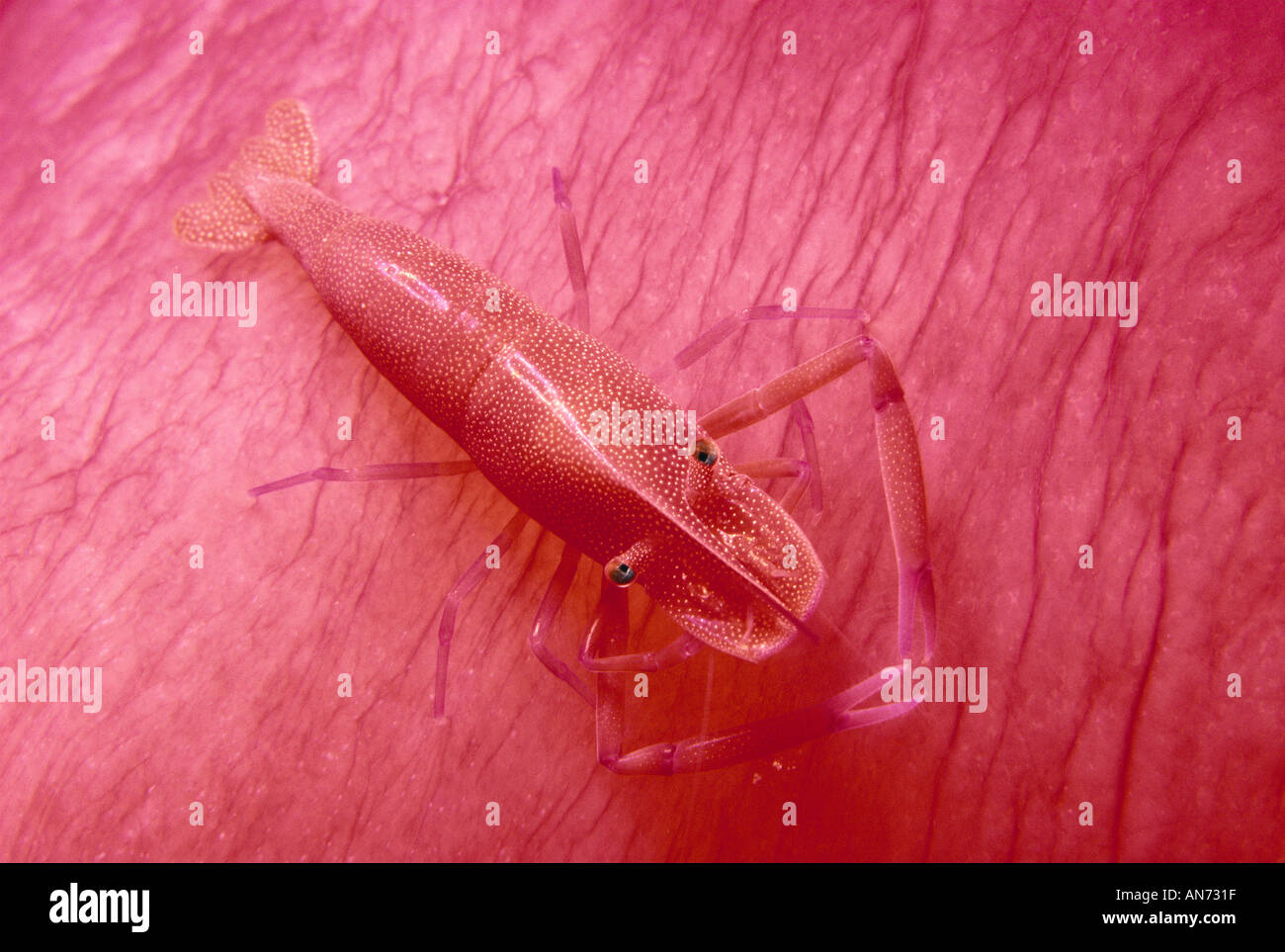 Symbiotic Commensal Emperor Shrimp living inside gills of Spanish ...
