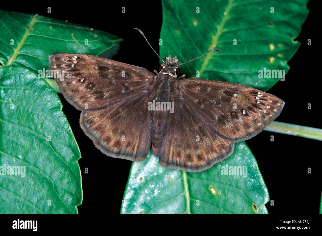 Horace's Duskywing Erynnis horatius Havannah MISSOURI United States 13 ...