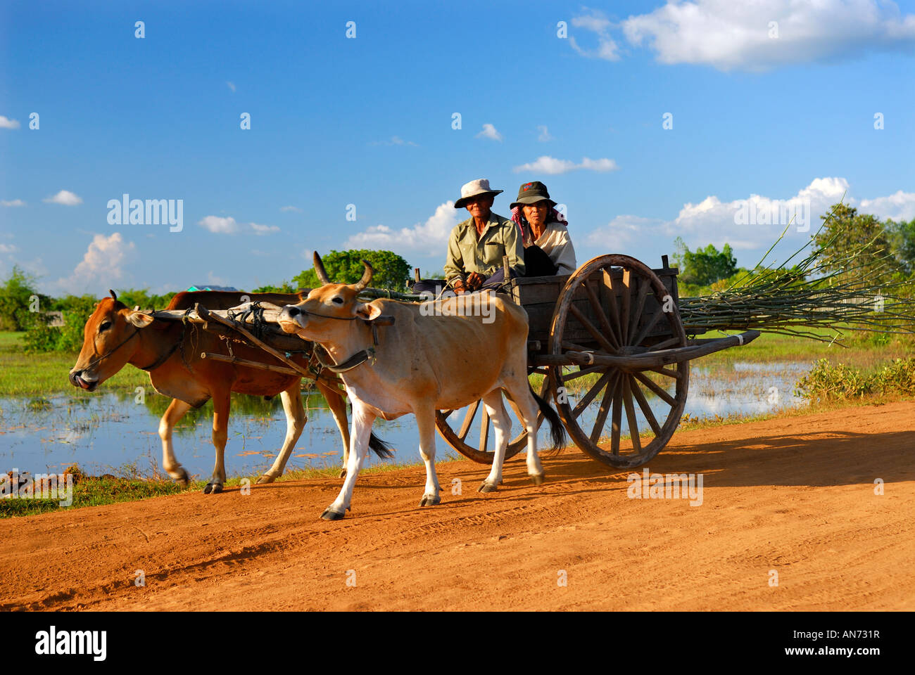 Ox cart cambodia hi-res stock photography and images - Alamy