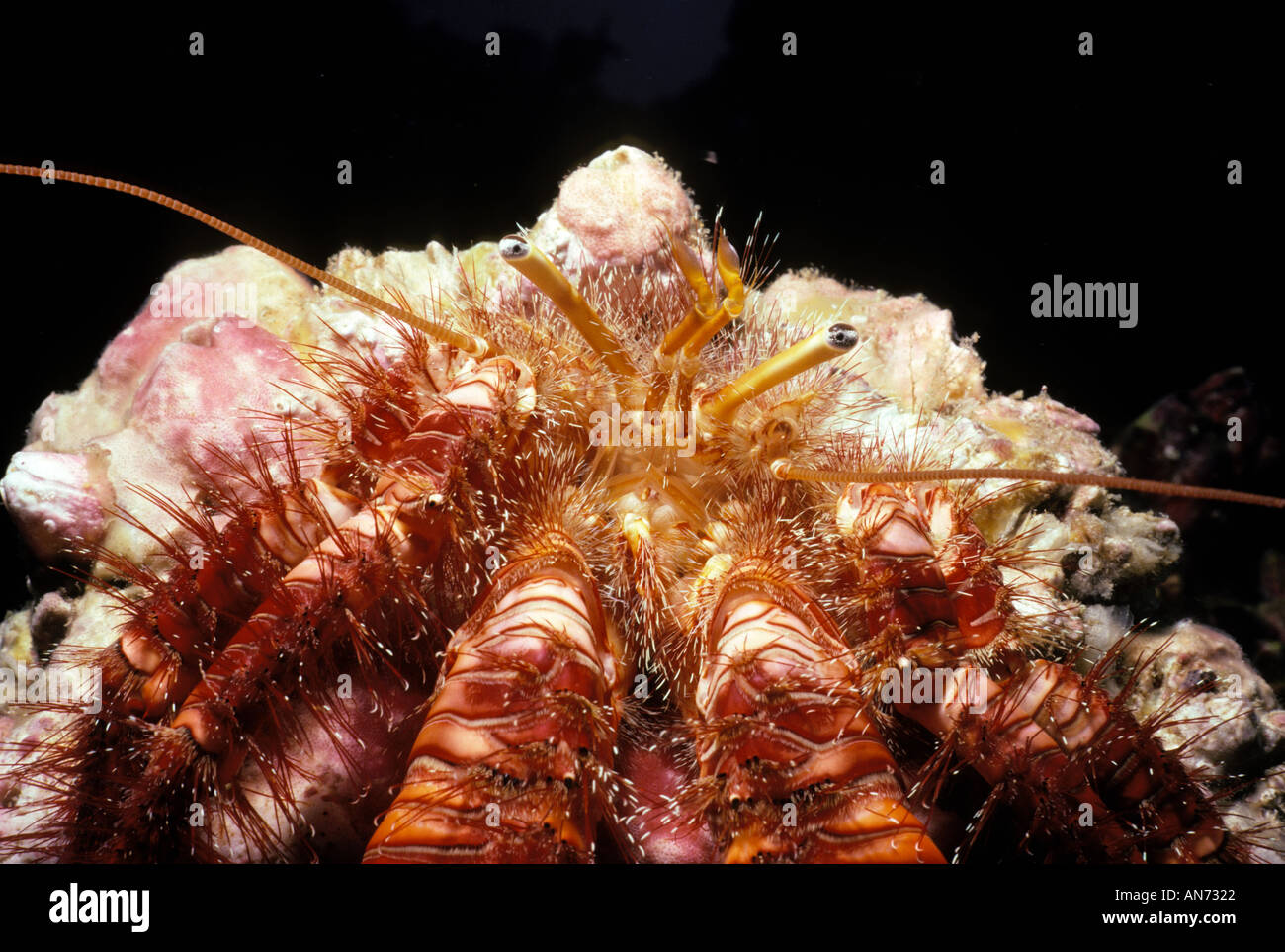 Red bumps on your legs hi-res stock photography and images - Alamy