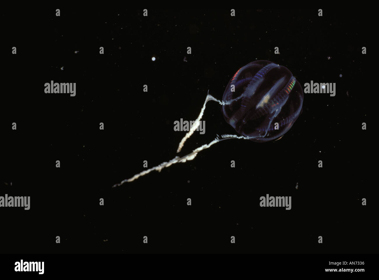 Pleurobrachia High Resolution Stock Photography and Images - Alamy