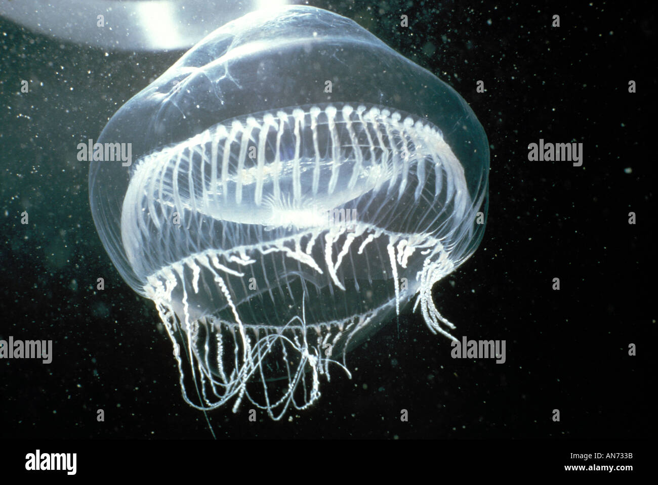Hydromedusa hi-res stock photography and images - Alamy