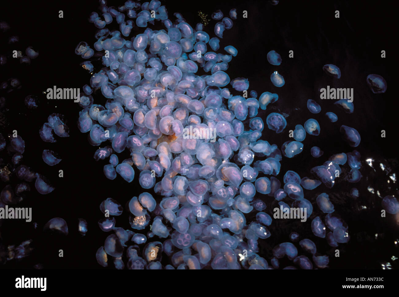 Moon Jellies cover the surface Stock Photo - Alamy