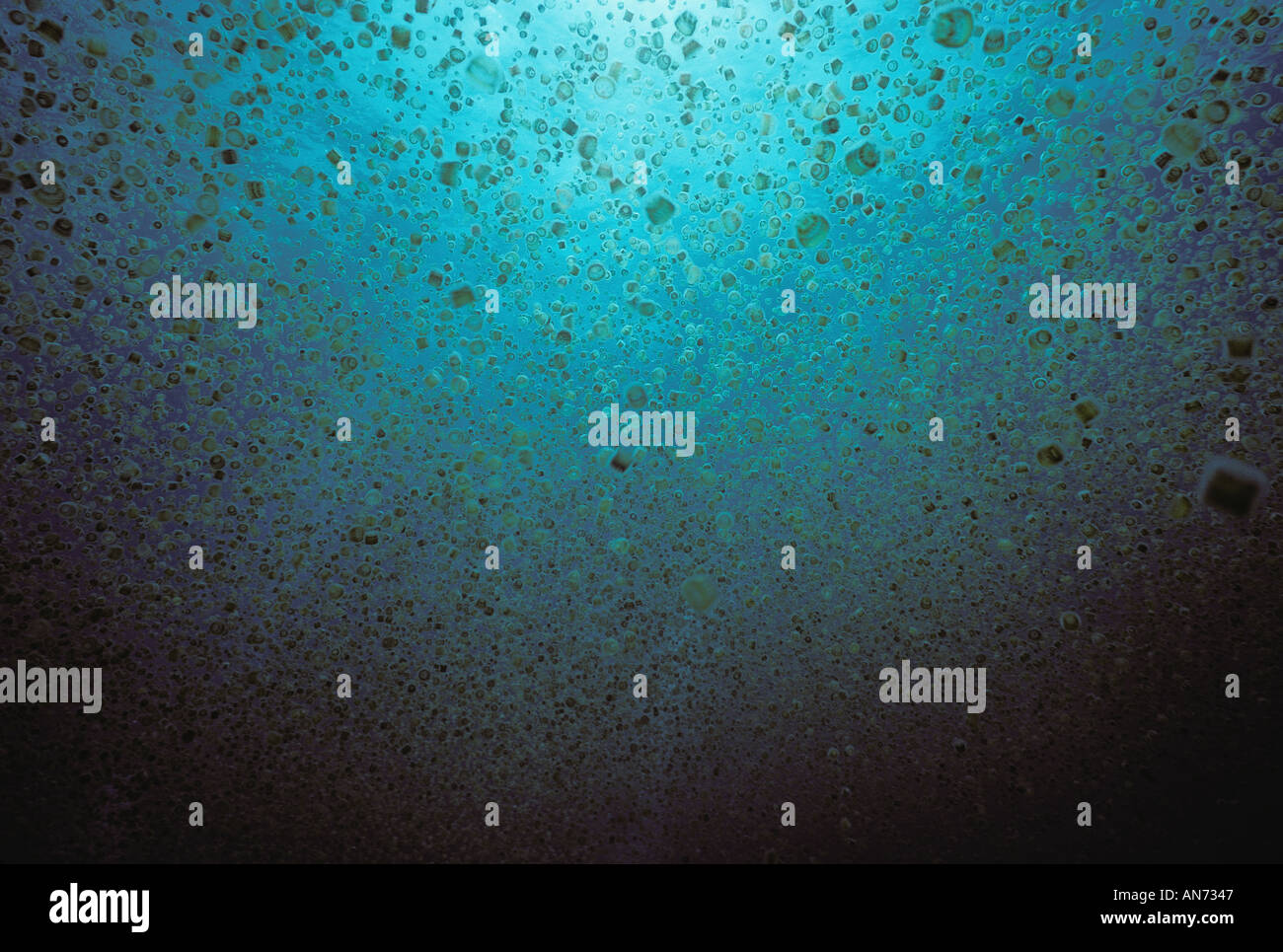 Thimble sea jellyfish hi-res stock photography and images - Alamy