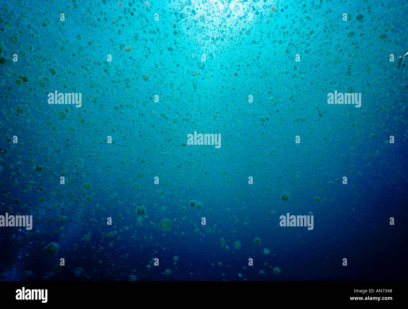 Thimble Sea Jellyfish High Resolution Stock Photography and Images - Alamy