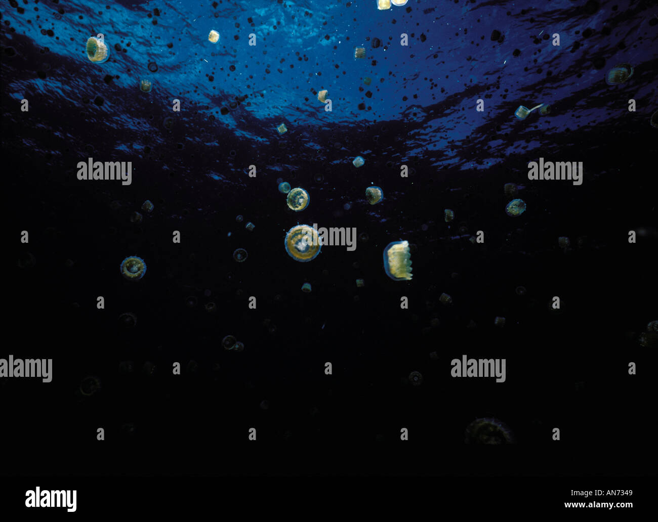 Sea Thimble Jellies Stock Photo - Alamy