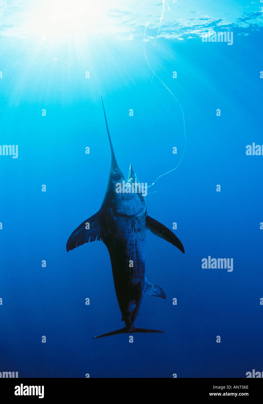 Swordfish caught catch hi-res stock photography and images - Alamy