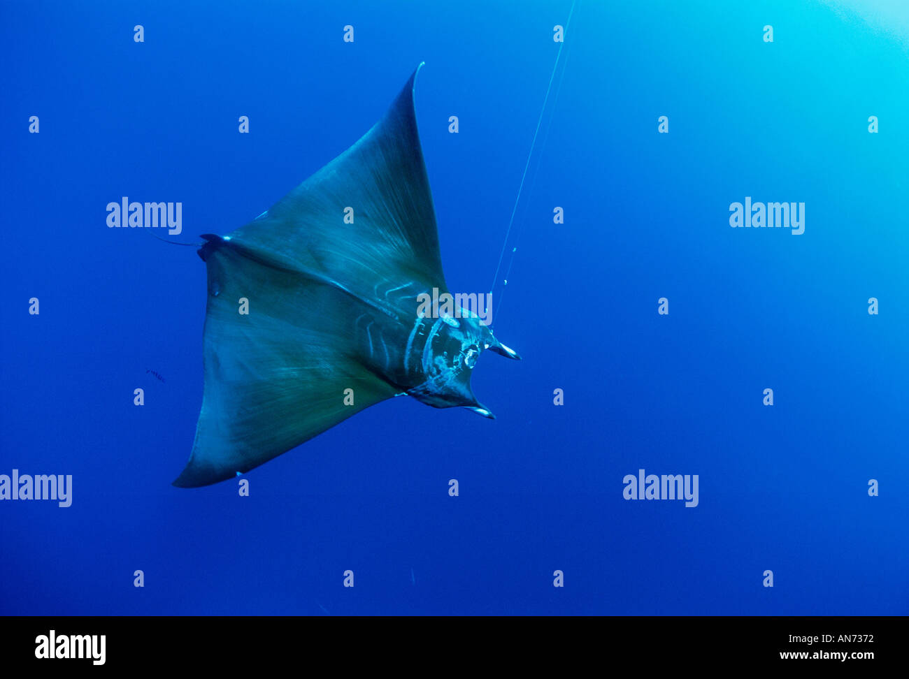 Dead ray underwater hi-res stock photography and images - Alamy