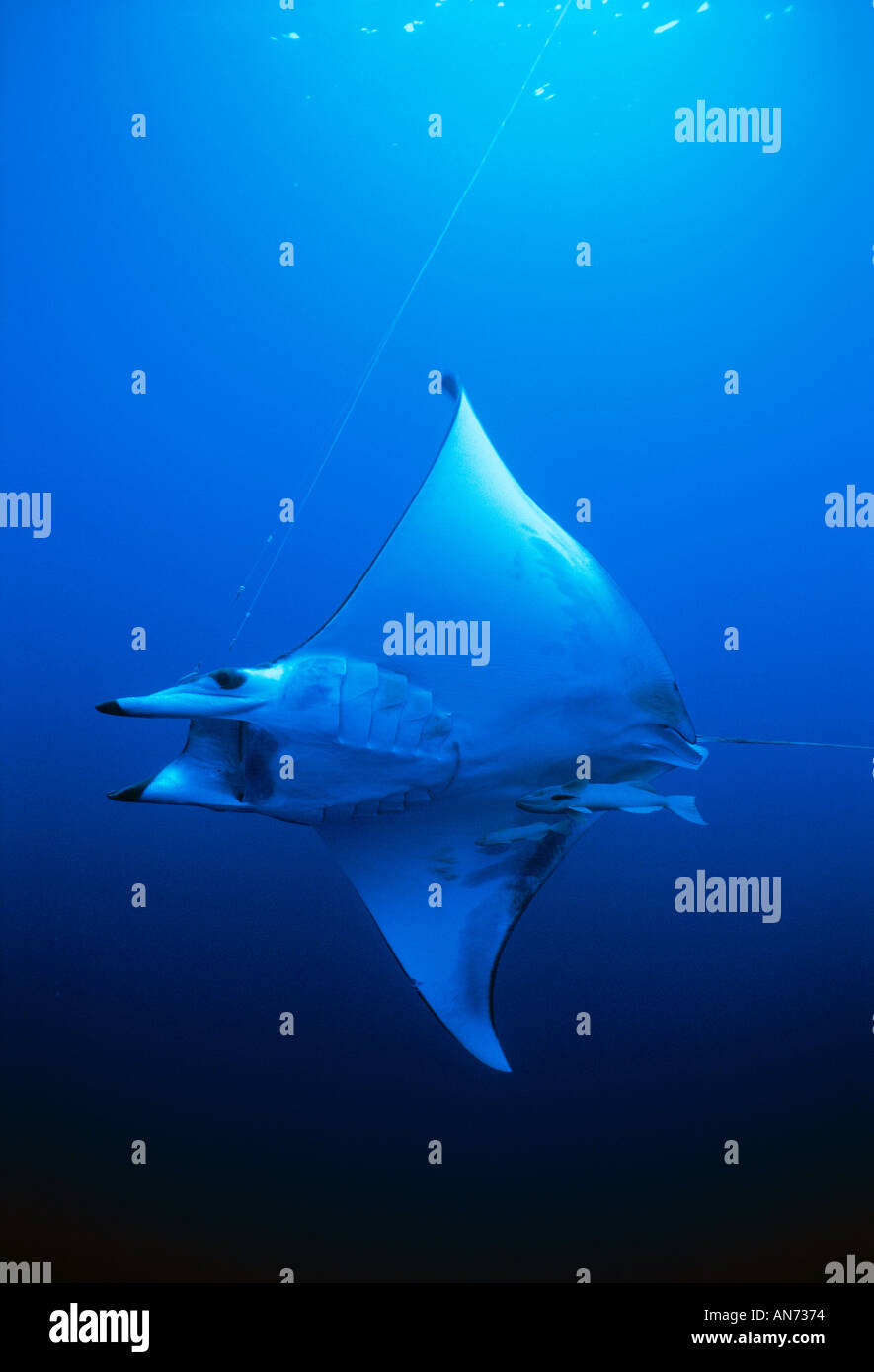 Giant manta ray gills hi-res stock photography and images - Alamy