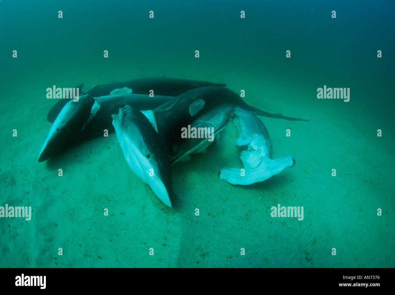 Finned sharks thrown overboard alive Stock Photo - Alamy