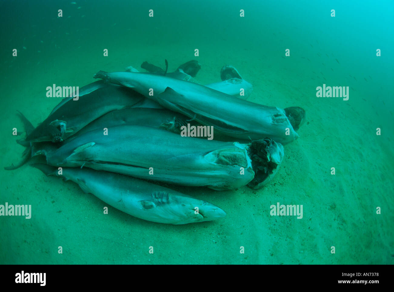 Finned sharks thrown overboard alive Stock Photo - Alamy