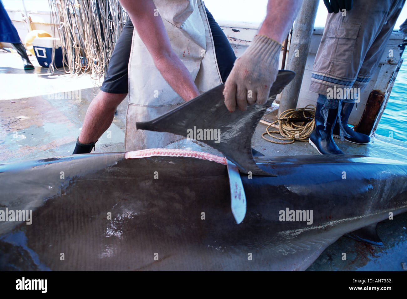 Long line Shark Fisherman have fins of Great Hammerhead Shark caught on ...