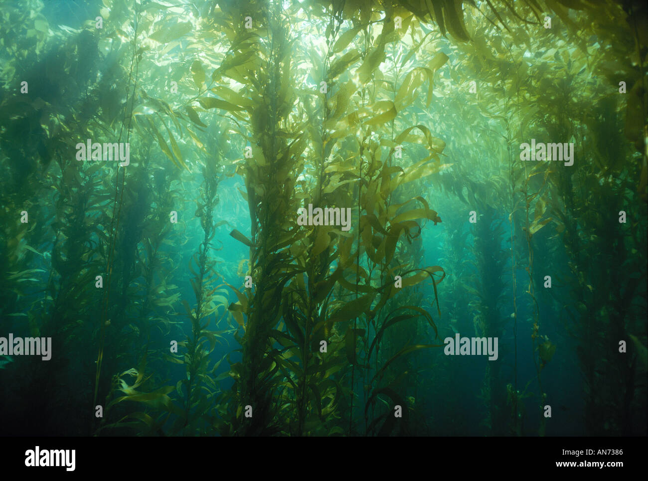 Penetrating sunlight in a Giant Kelp Forest Macrocystis Stock Photo - Alamy