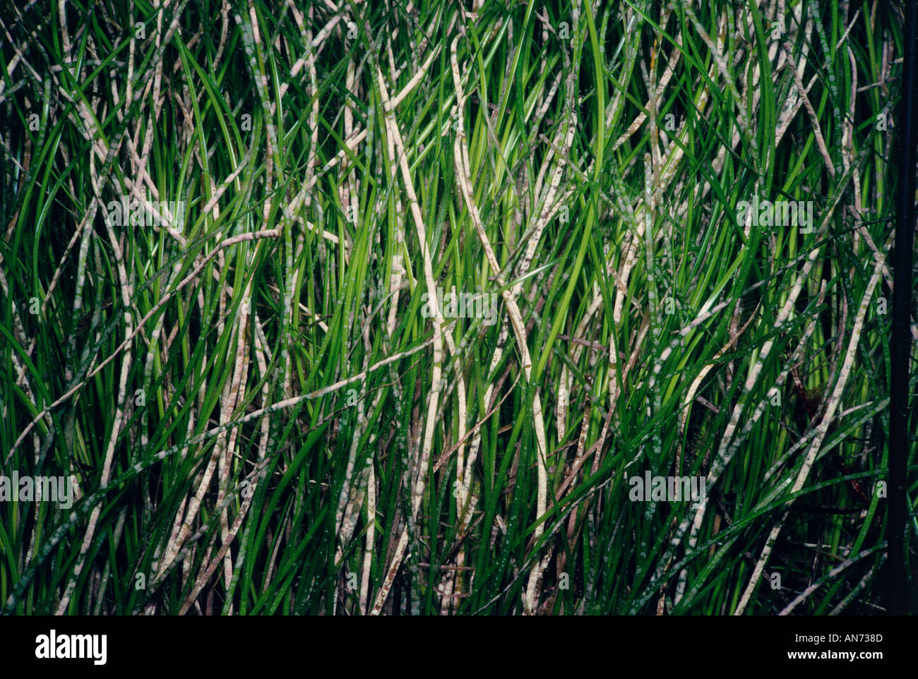 Surfgrass hi-res stock photography and images - Alamy