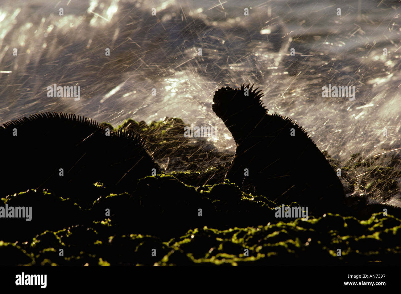 Marine iguana eating algae hi-res stock photography and images - Alamy