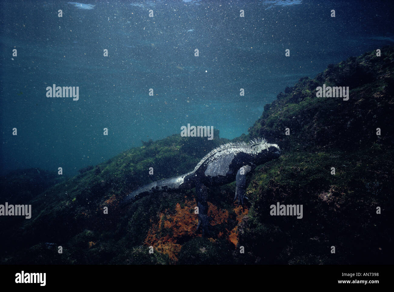 Marine iguana eating algae hi-res stock photography and images - Alamy