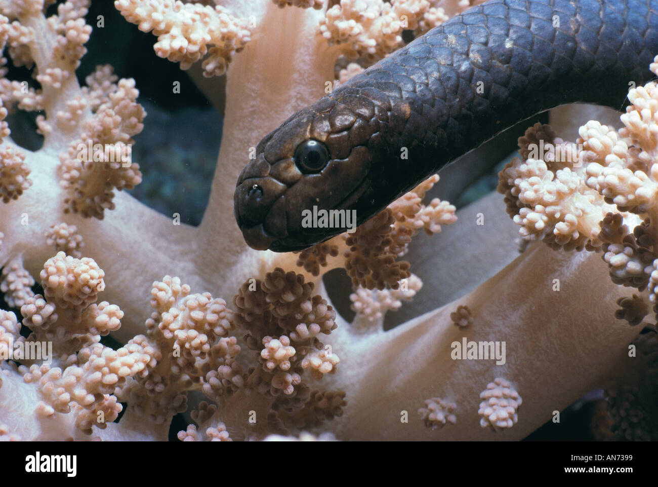 Great barrier reef sea snake hi-res stock photography and images - Alamy