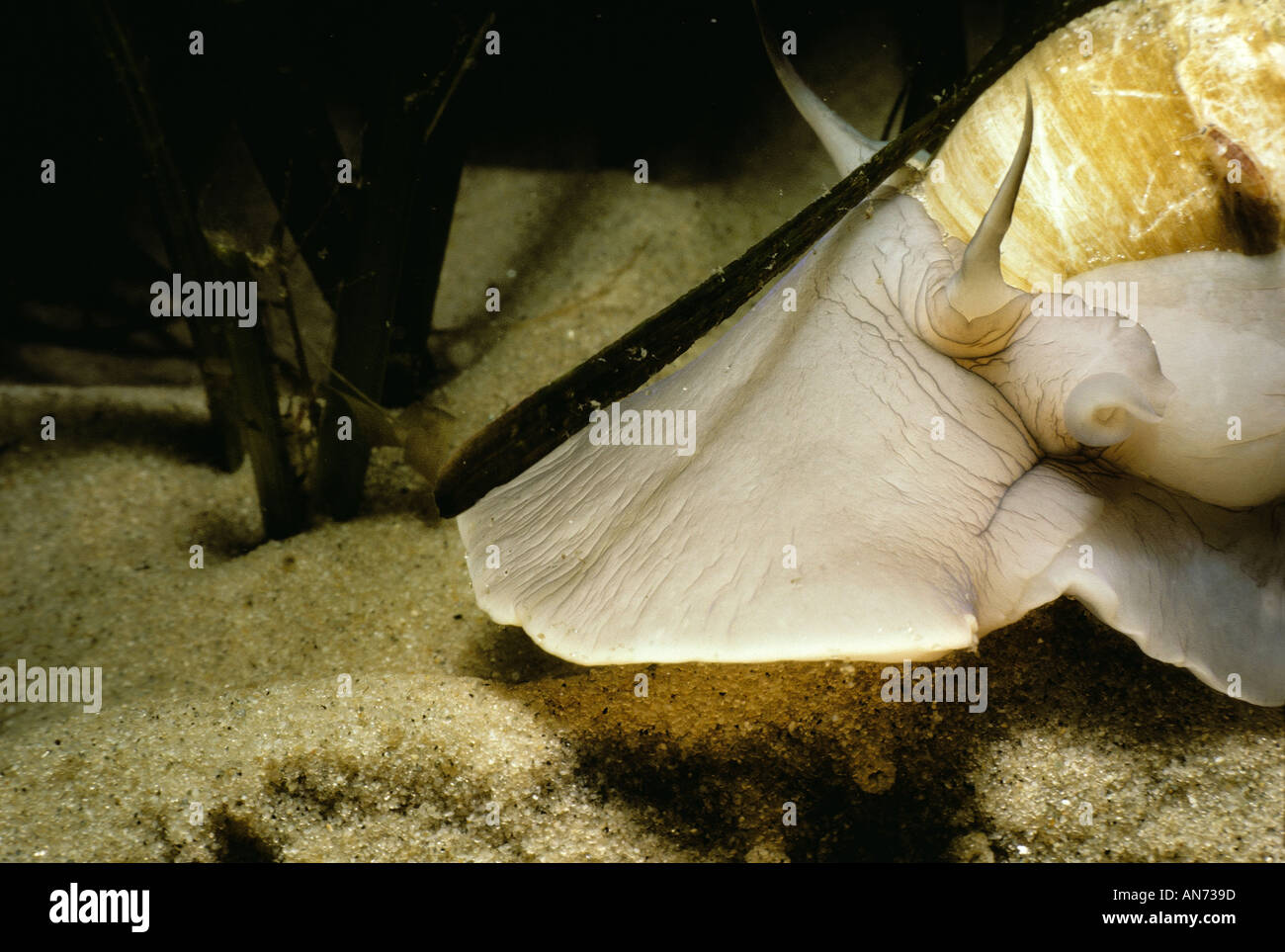 Foot and shell of Northern Moon Snail Stock Photo - Alamy