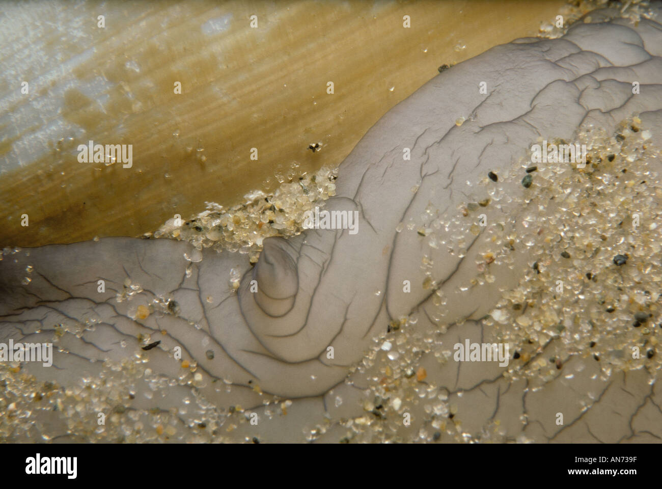 Lunatia heros hi-res stock photography and images - Alamy