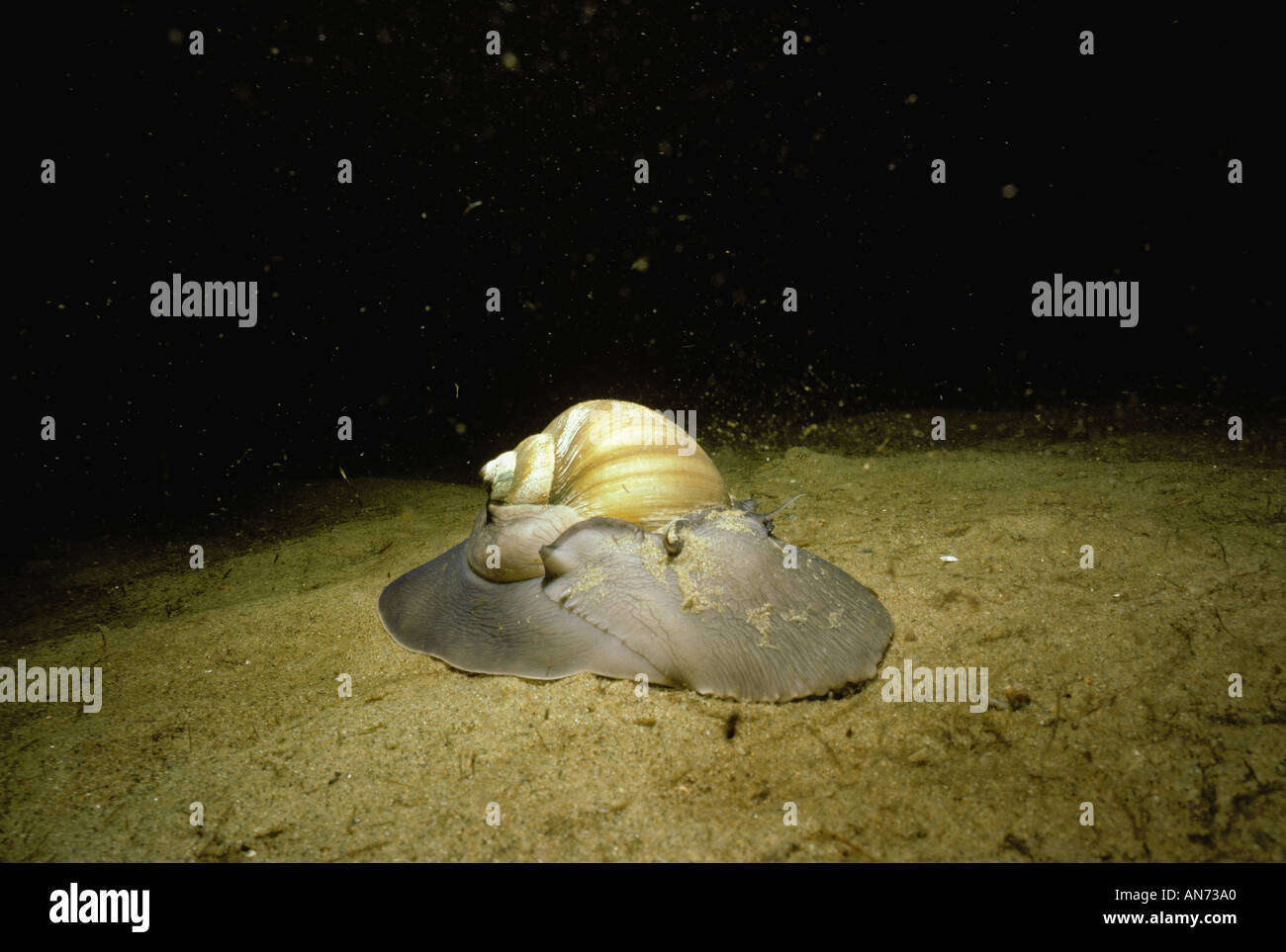 Foot and shell of Northern Moon Snail Stock Photo - Alamy