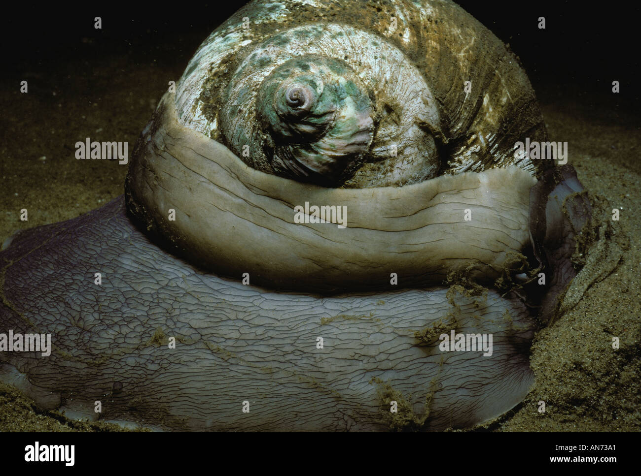 Lunatia heros hi-res stock photography and images - Alamy