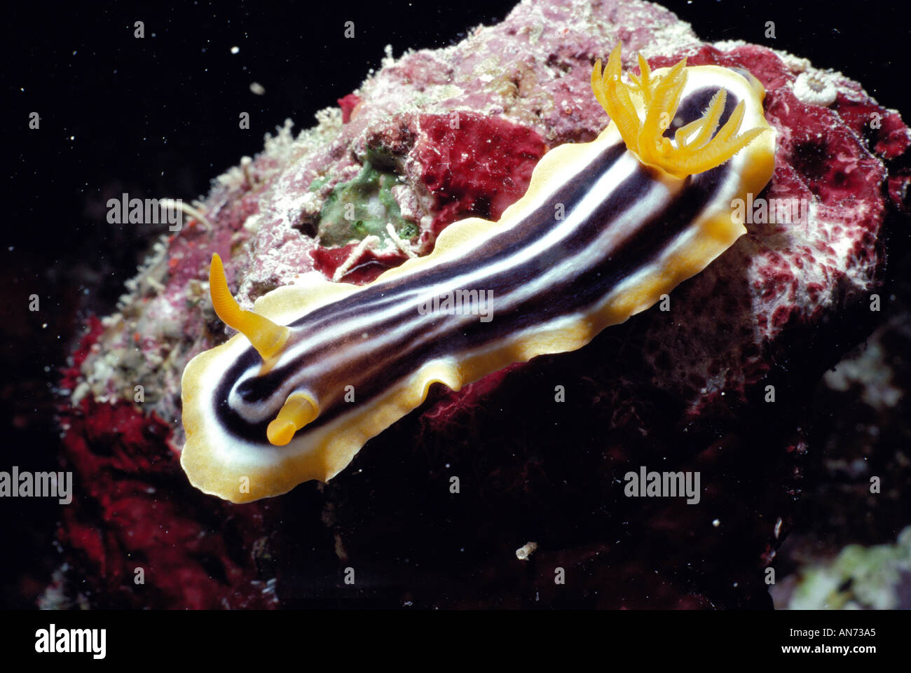 Pyjama slug chromodoris quadricolor on hi-res stock photography and ...