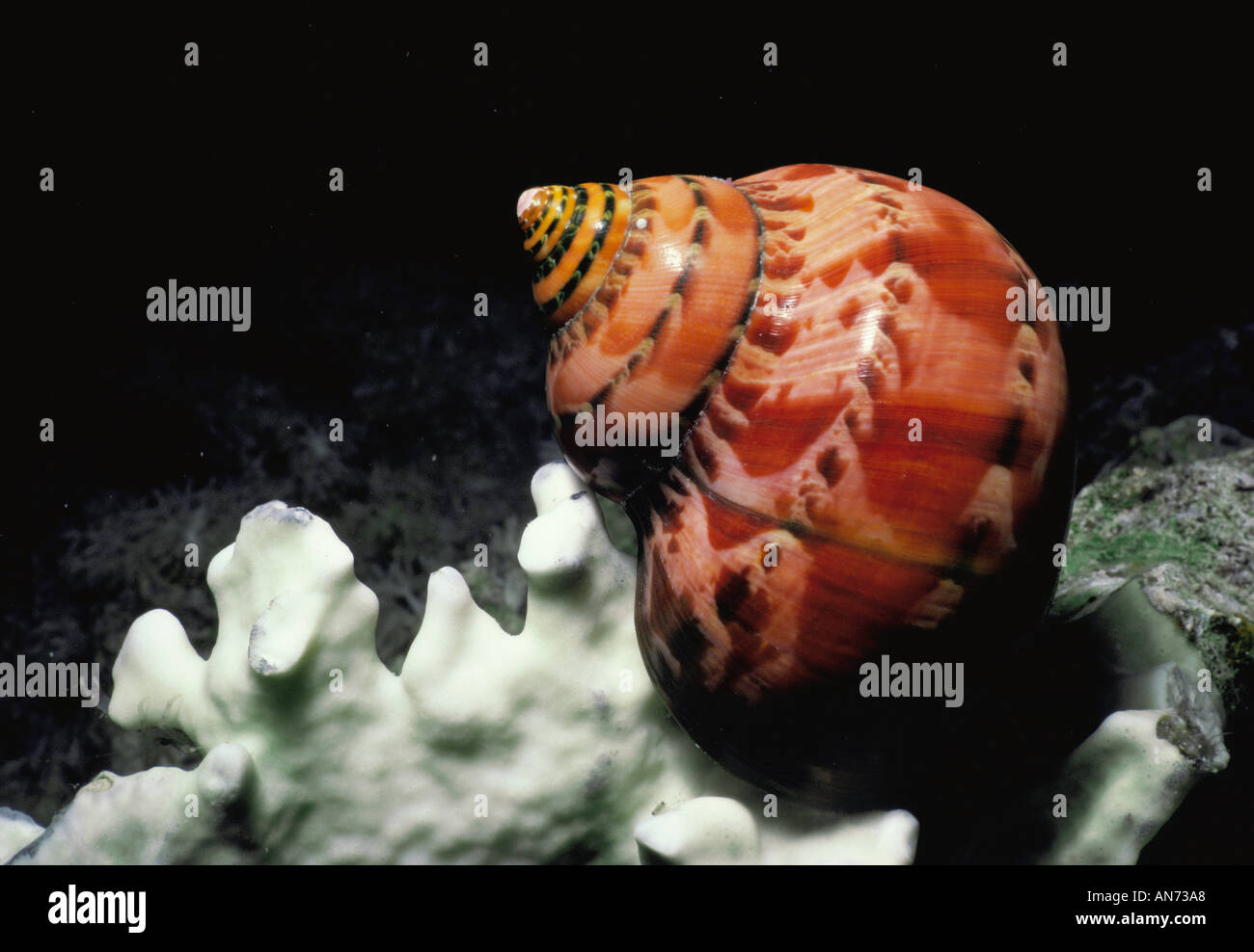 Turban snail hi-res stock photography and images - Alamy