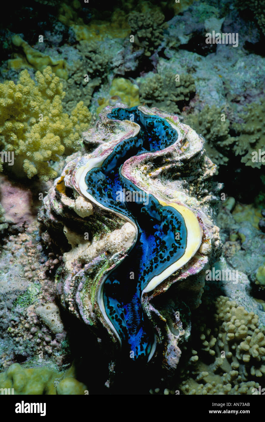 Giant Clam exposing itself on coral reef bed Stock Photo - Alamy