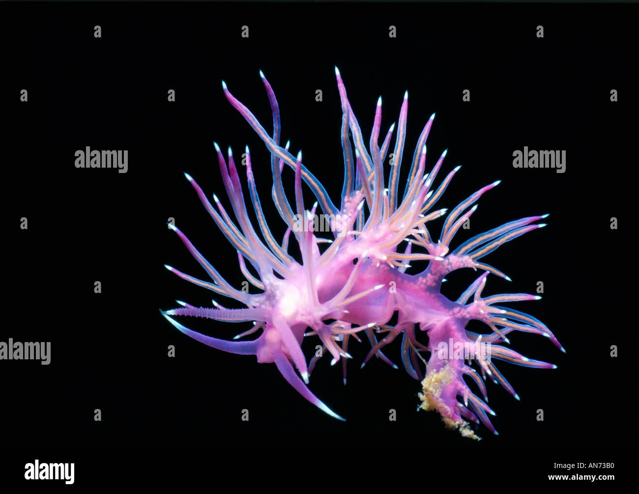 Bright pink sea slug hi-res stock photography and images - Alamy