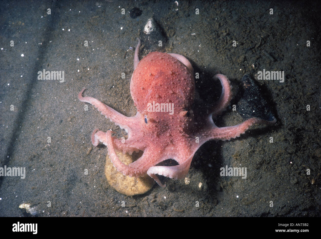 Common Atlantic Octopus Stock Photo - Alamy