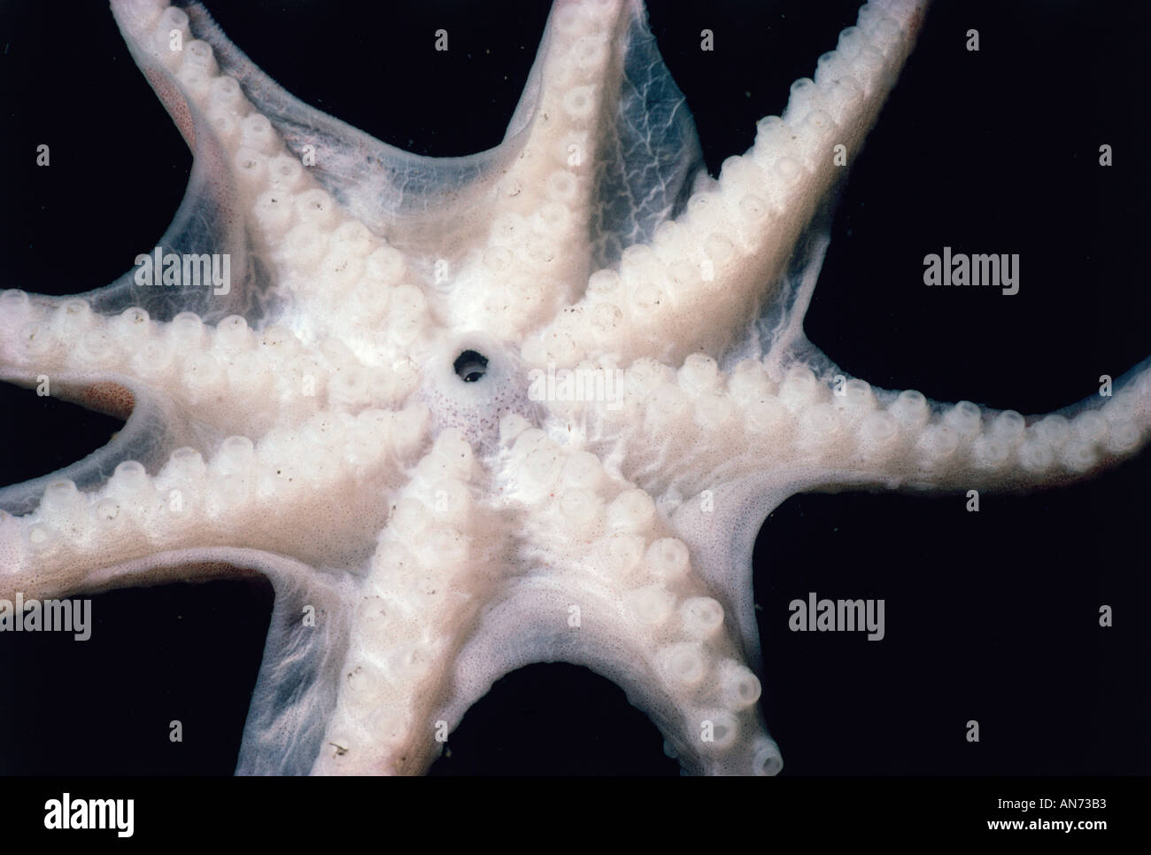 Common octopus beak hi-res stock photography and images - Alamy
