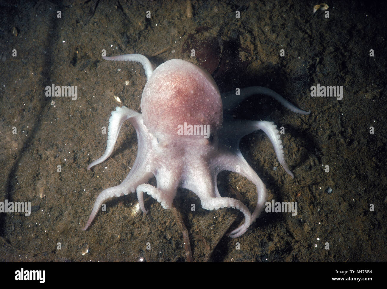 Common Atlantic Octopus Stock Photo - Alamy